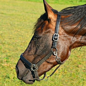 Horse Rugs Storage Ideas | Bang For Your Buck Horsegear
